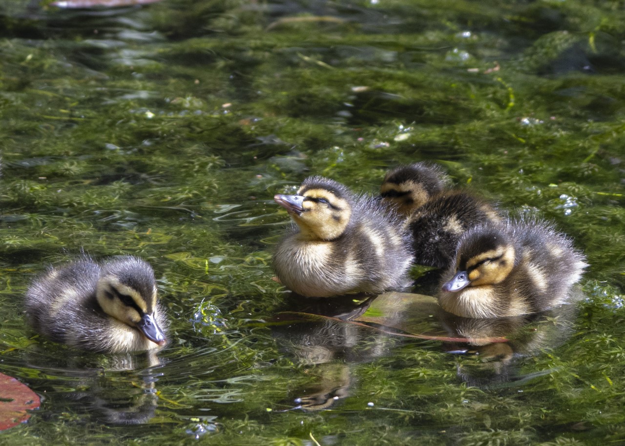 What's on at Staglands | Wellington | Staglands Wildlife Reserve