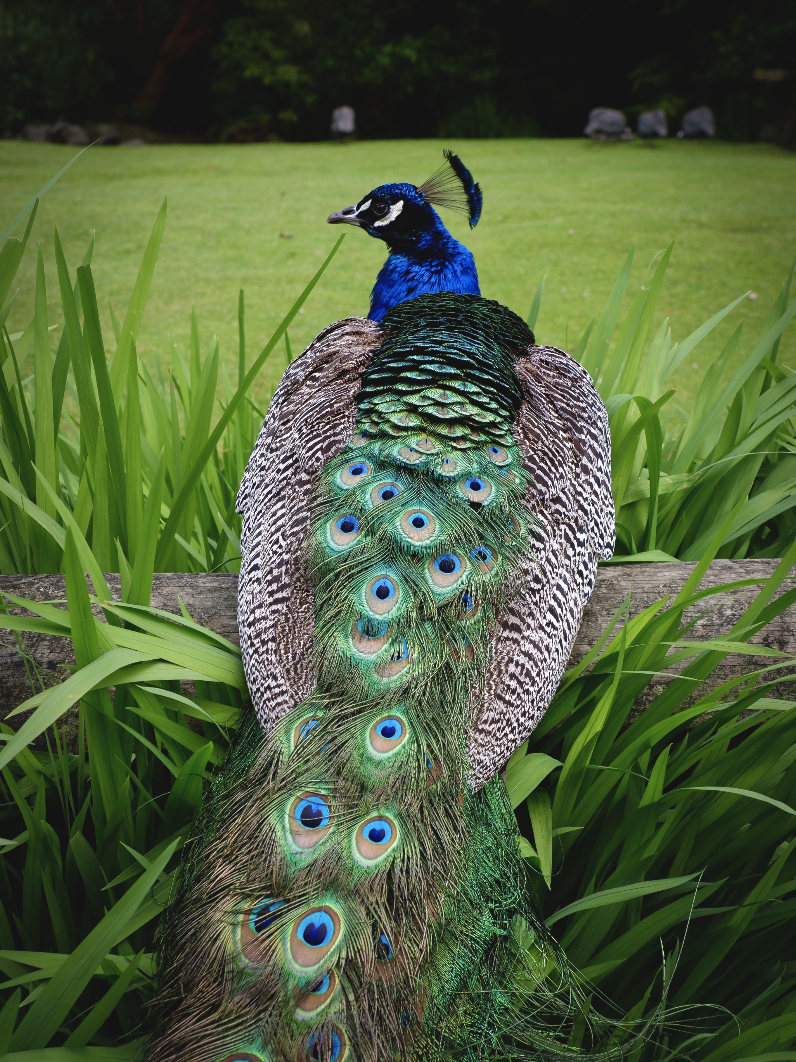 What's on at Staglands | Wellington | Staglands Wildlife Reserve