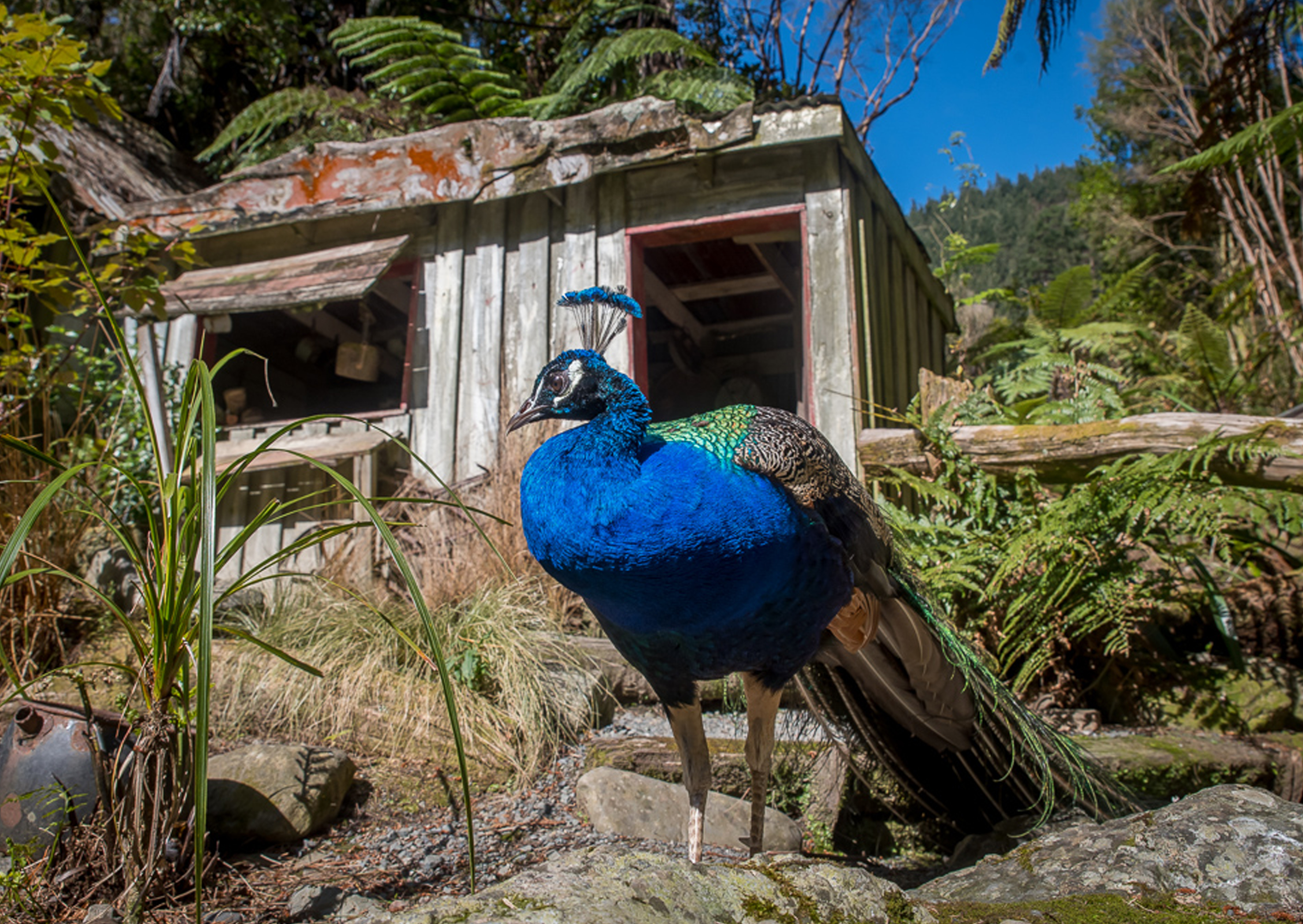 Annual Pass - Staglands Wildlife Reserve | Staglands Wildlife Reserve