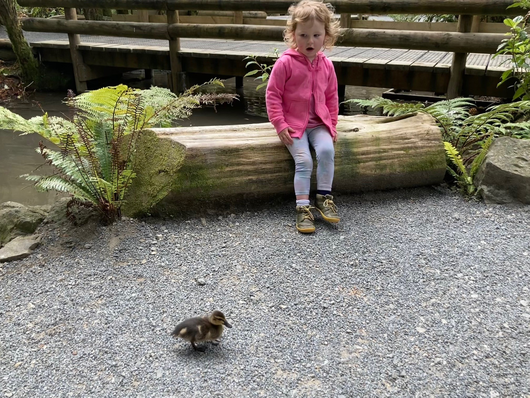 What's on at Staglands | Wellington | Staglands Wildlife Reserve