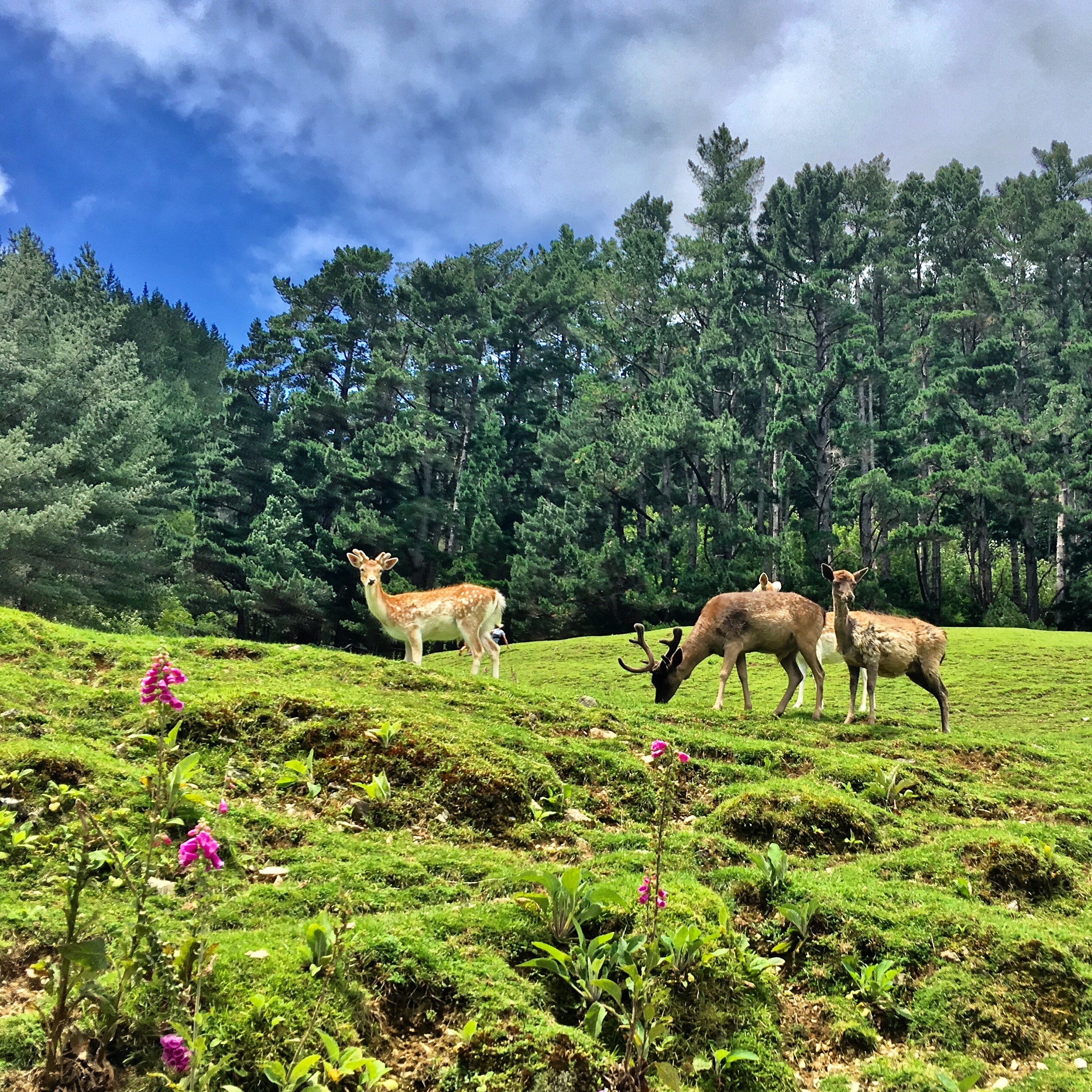 Animal Farm | Wellington | Wildlife Park | Staglands Wildlife Reserve