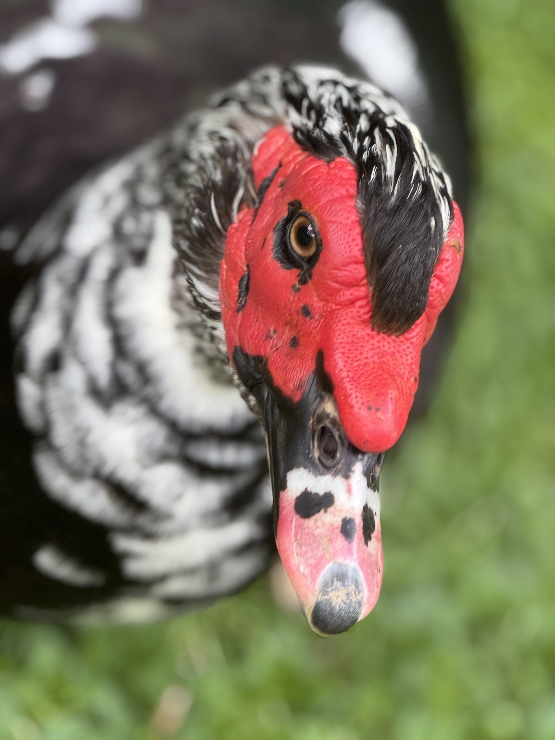 What's on at Staglands | Wellington | Staglands Wildlife Reserve