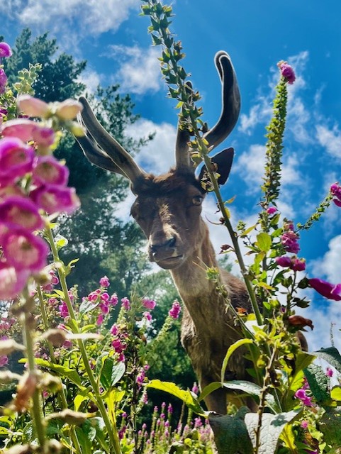 What's on at Staglands | Wellington | Staglands Wildlife Reserve