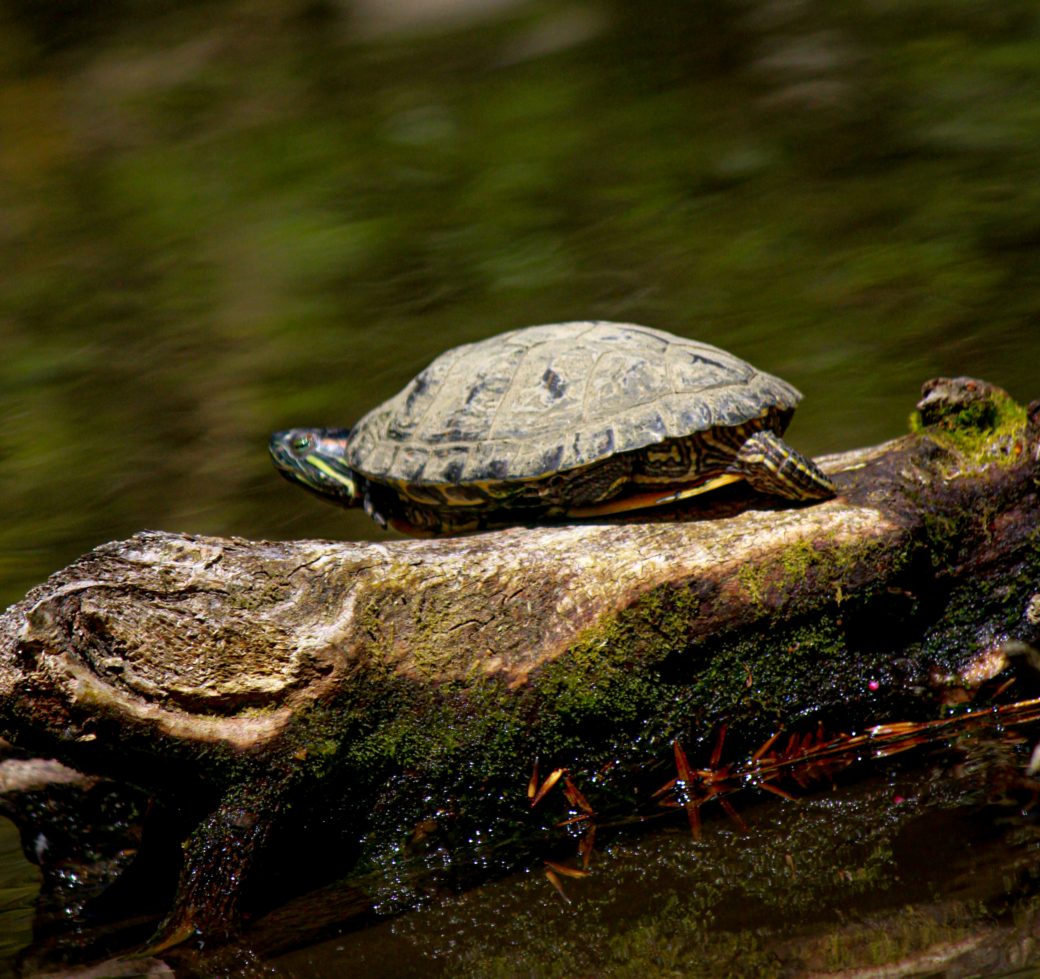 What's on at Staglands | Wellington | Staglands Wildlife Reserve