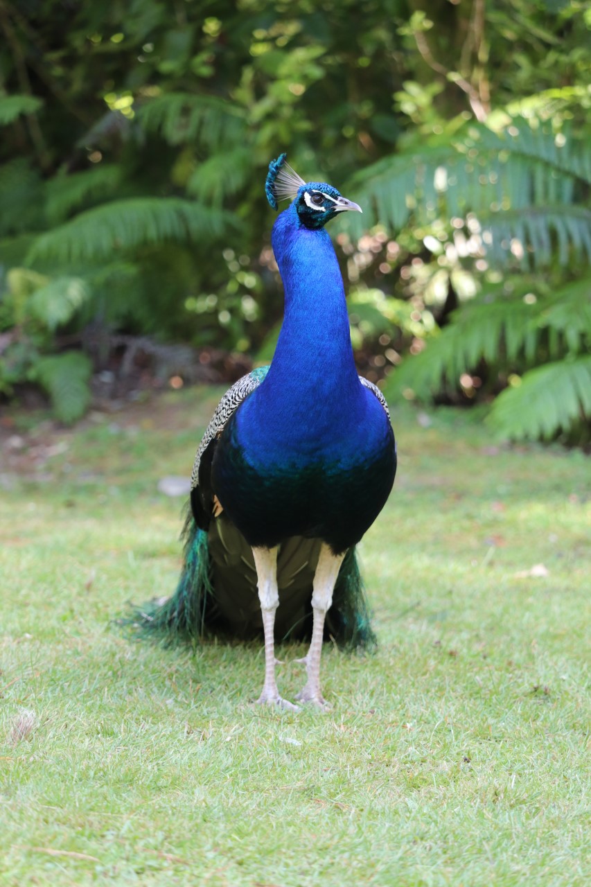 What's on at Staglands | Wellington | Staglands Wildlife Reserve