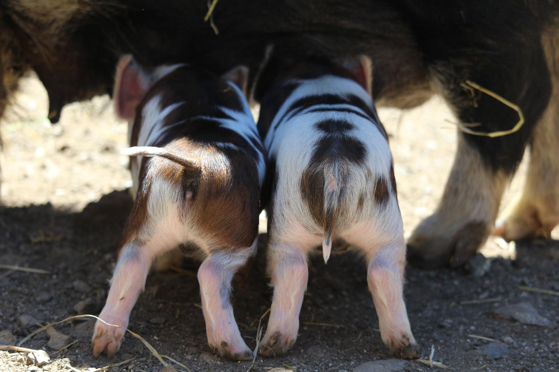 What's on at Staglands | Wellington Attractions | Wildlife Park ...