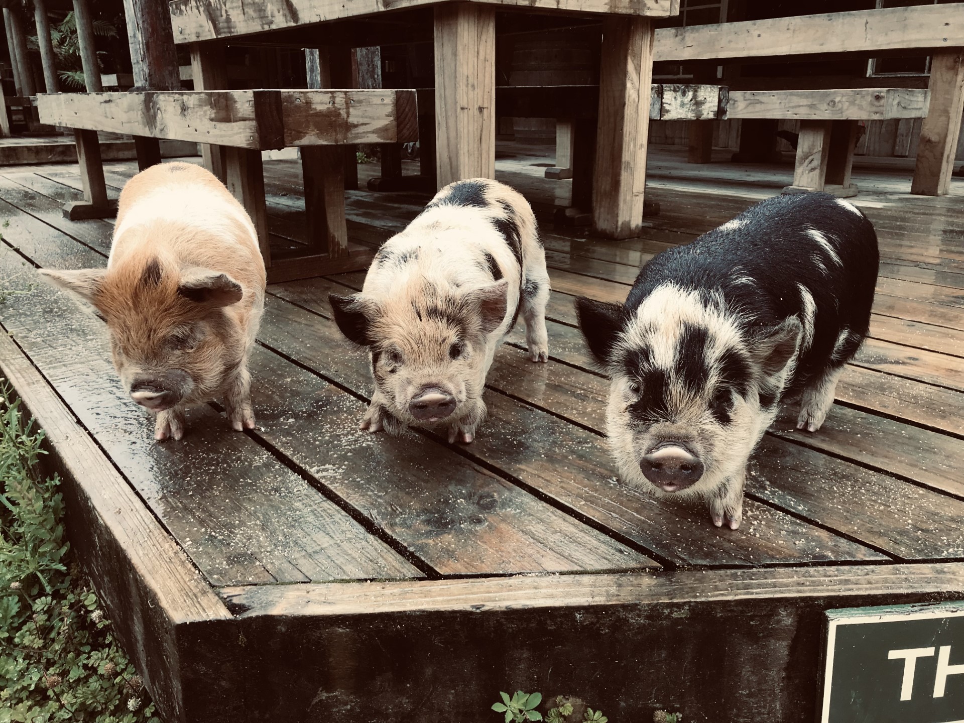 What's on at Staglands | Wellington | Staglands Wildlife Reserve