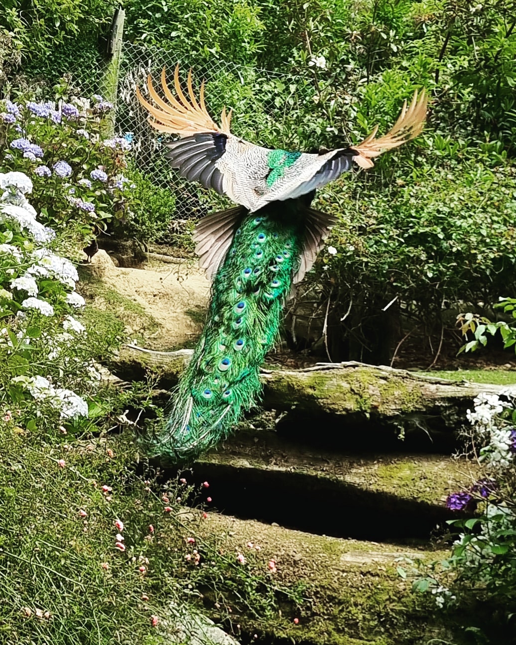 What's on at Staglands | Wellington | Staglands Wildlife Reserve