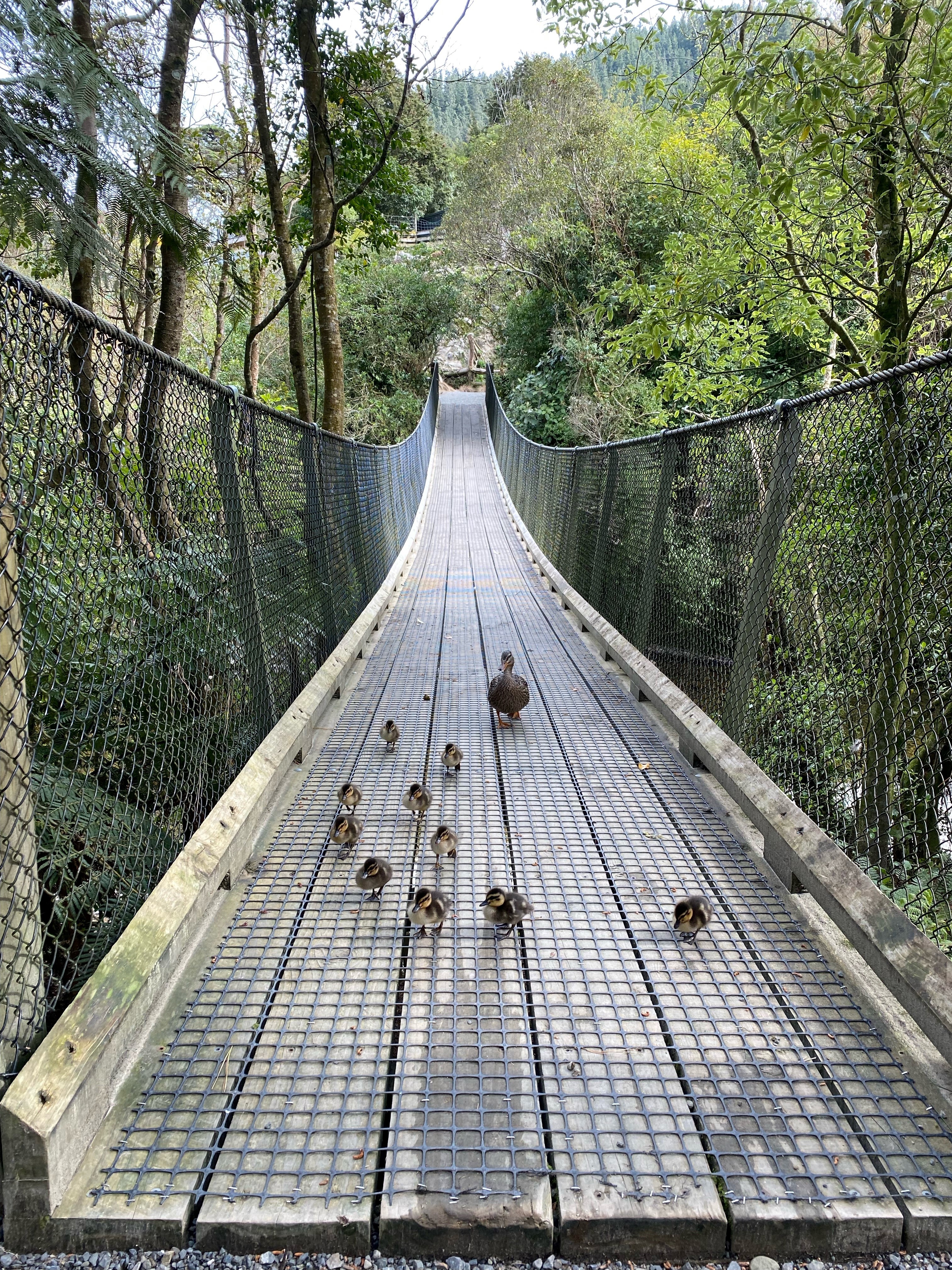 What's on at Staglands | Wellington | Staglands Wildlife Reserve