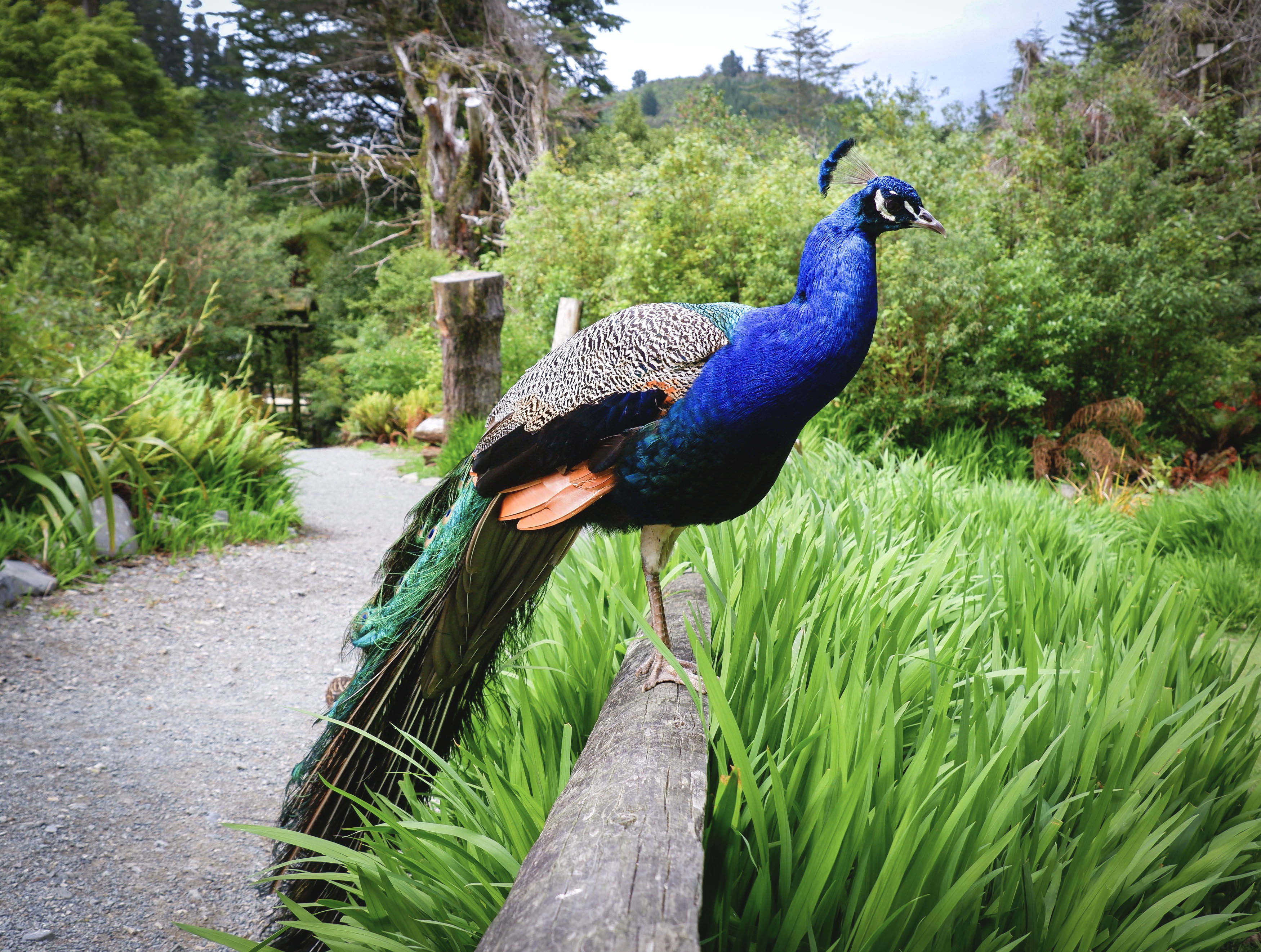 What's on at Staglands | Wellington | Staglands Wildlife Reserve